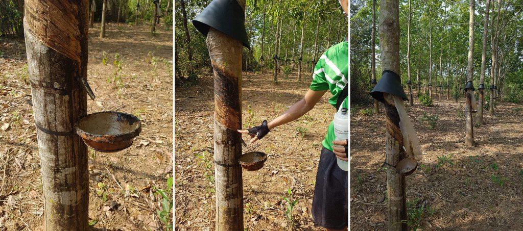 Rubber plantations and latex production - wooppers