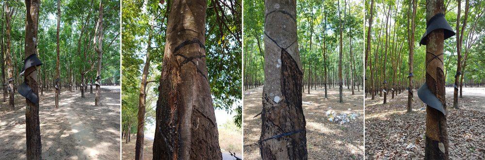 Rubber plantations and latex production - wooppers